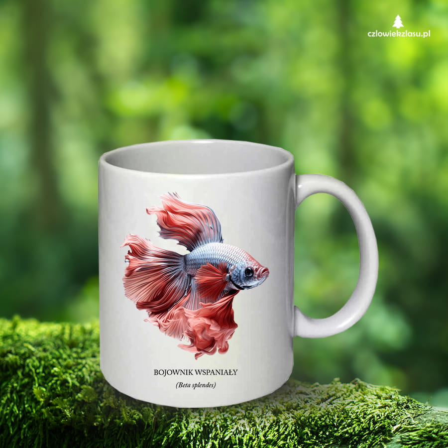 Bojownik wspaniały /Betta splendens/ - Ryba – Prezent dla akwarysty ...