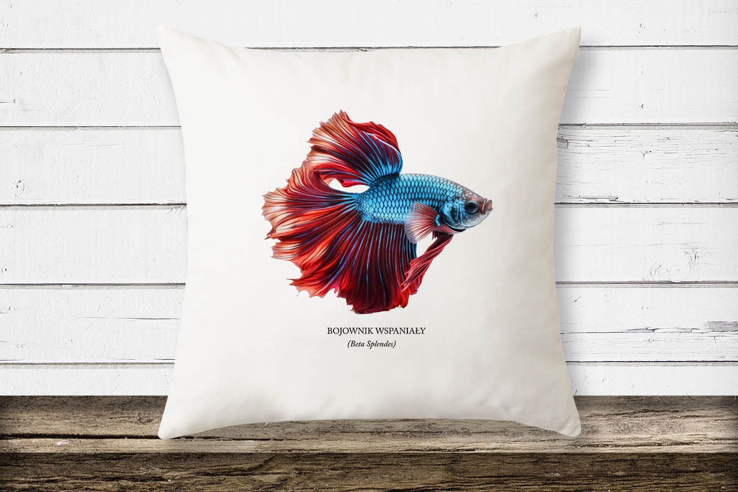 Bojownik wspaniały /Betta splendens/ - Ryba – Prezent dla akwarysty ...
