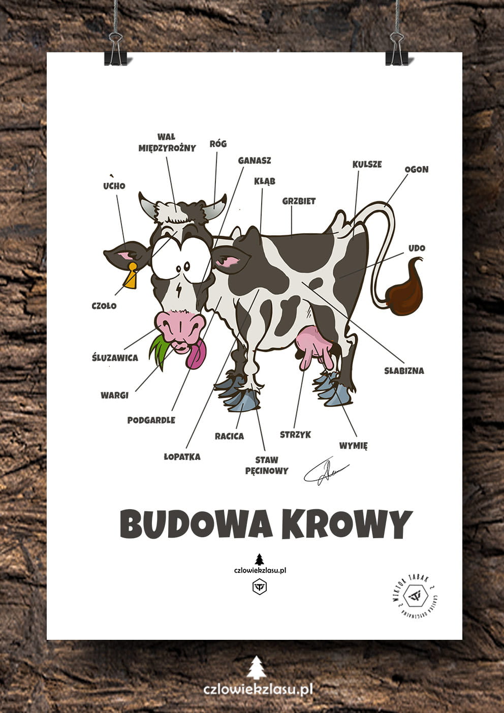 budowa KROWY 2a- Plakat Człowiek z lasu - Ubrania i gadżety przyrodnicze